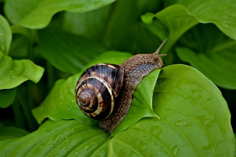 Snail on Green Leaf in Nature. Stock Photo - Image of snail ...