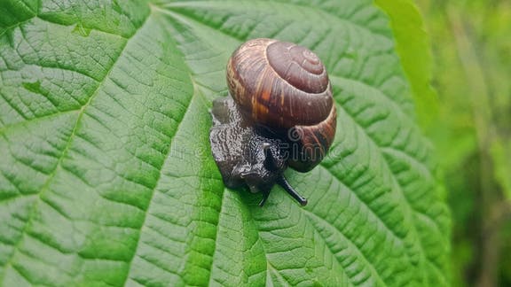 Snail stock image. Image of nail, berry, rasp, raspberry - 74193267