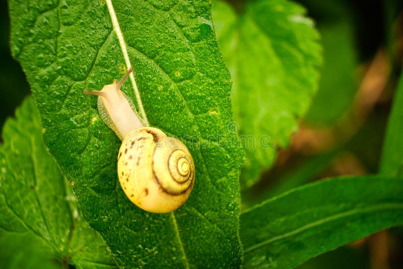 Snail on leaf stock image. Image of invertebrate, nature - 123364783