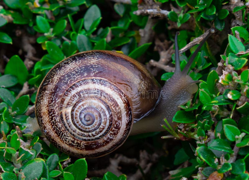 Snail in a bush stock image. Image of spiral, mallorca - 140514397