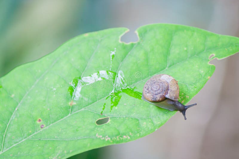 Snail on Green Leaves / a Snail on a Green Leaf Stock Image - Image of ...