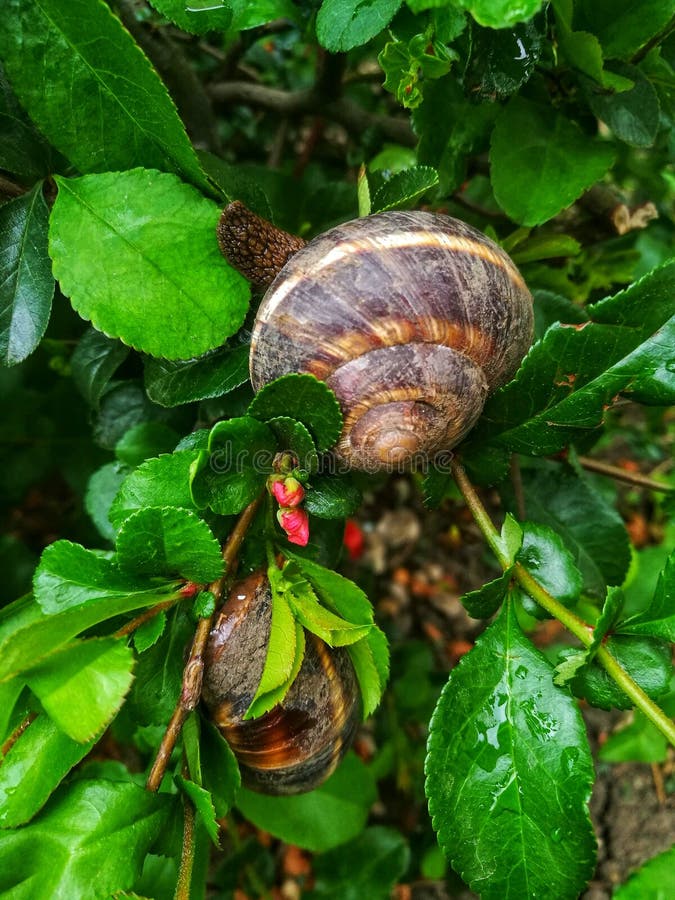 The Snail on the Green Tree Stock Photo - Image of green, summer: 159499914