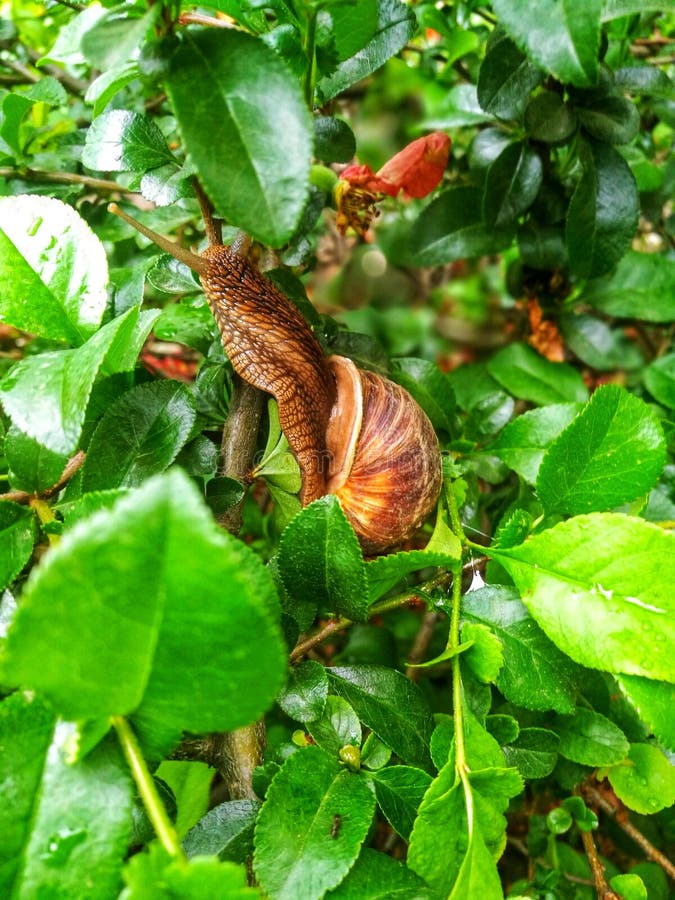 The Snail on the Green Tree Stock Photo - Image of green, rain: 159499982