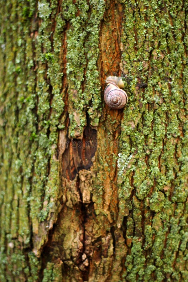 A snail on a green tree stock photo. Image of empty, vilnius - 89776070