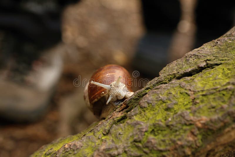 Snail on the Green Tree Trunk from the Front Stock Photo - Image of ...