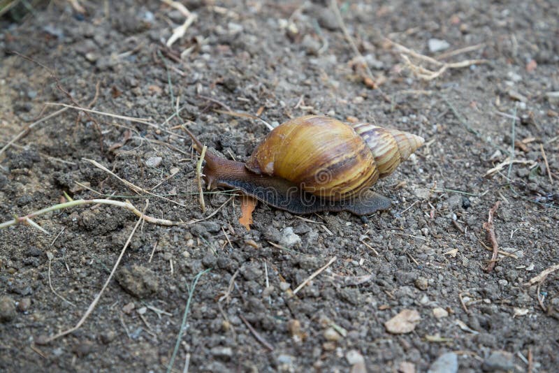 Snail stock image. Image of macro, snail, soil, helix - 63017293