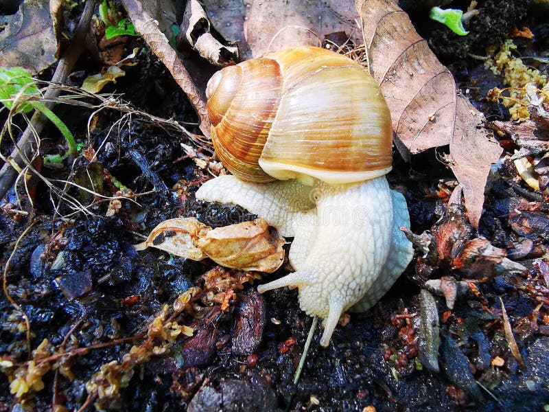 Brown Shell stock photo. Image of animal, fish, shell - 13230726