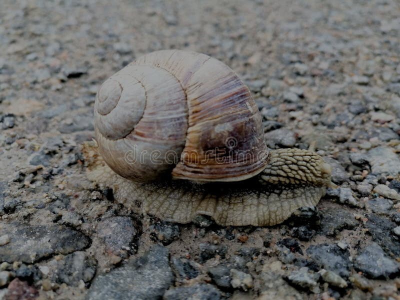 Snail on the Ground Looking for a Good Place Stock Image - Image of ...