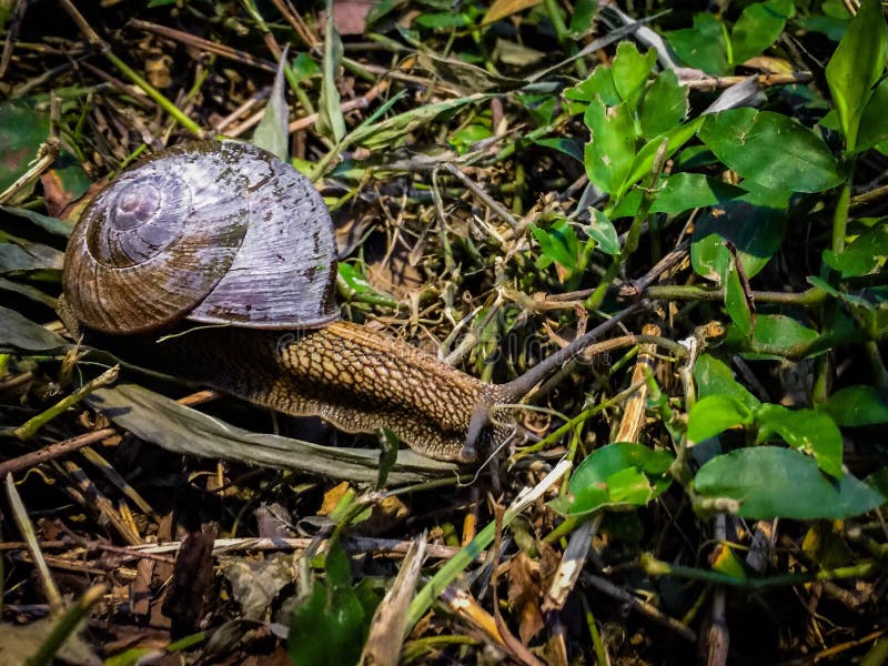 SNAIL on GrOUND stock photo. Image of invertebrate, daylight - 79650488