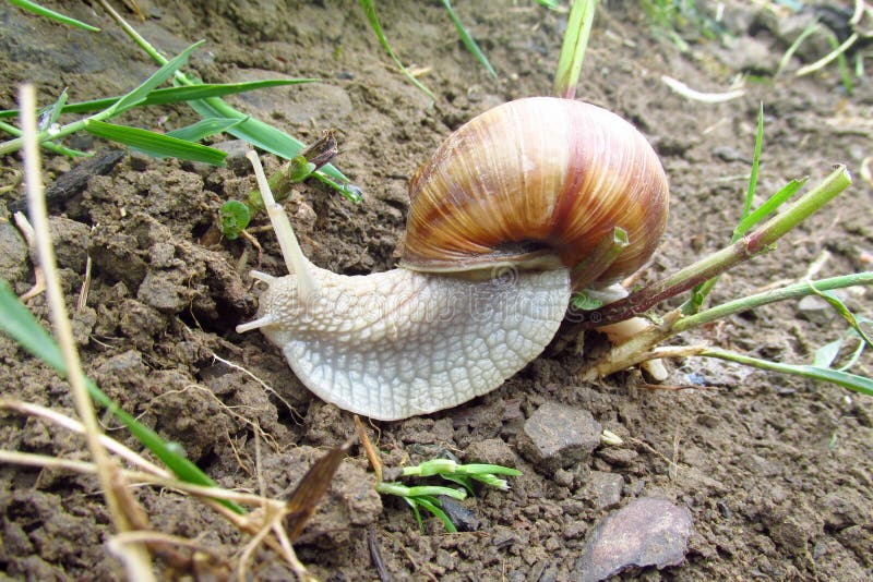Snail on the ground stock photo. Image of creature, mollusc - 62707658