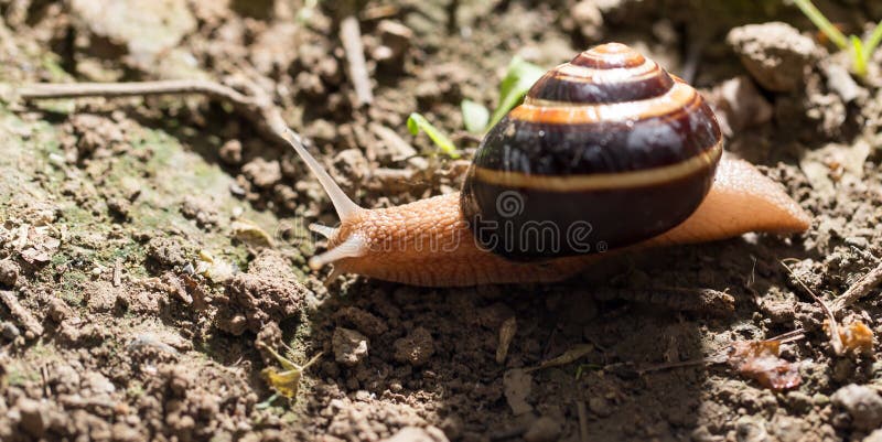 Snail on the Ground in Nature Stock Photo - Image of natural, ground ...