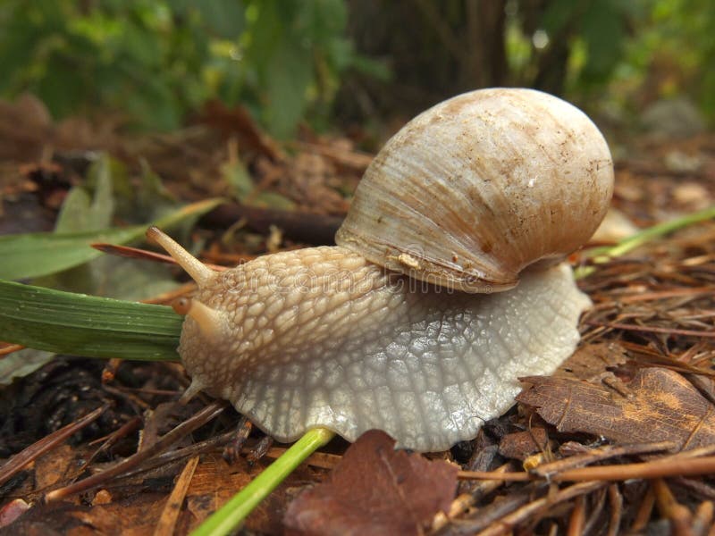 Snail stock image. Image of mollusk, brown, shell, small - 56237139