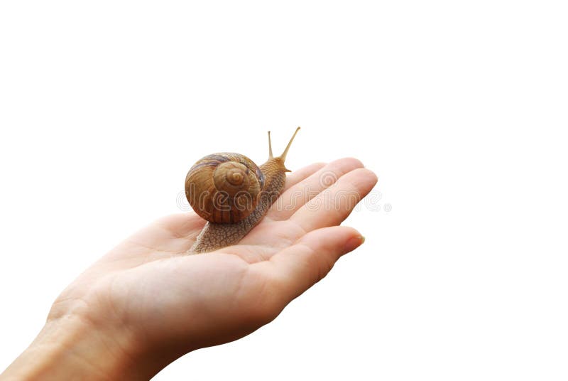 Snail on hand stock image. Image of animal, palm, confidently - 11547309