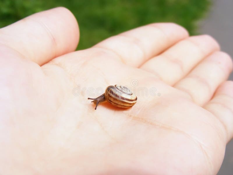 Snail on hand stock photo. Image of creature, care, holding - 18863768