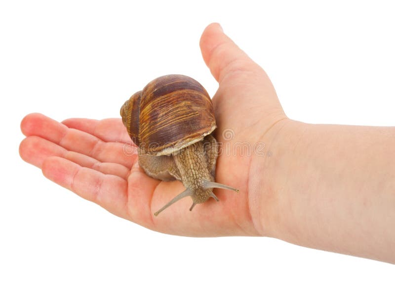 Snail in Hand, Snail Close Up, Brown Snail Stock Photo - Image of ...
