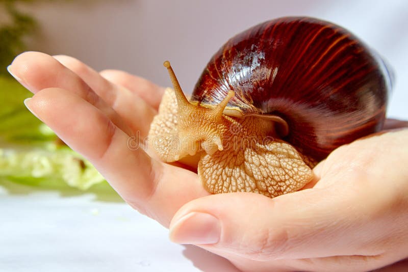 The snail on the hand stock photo. Image of green, beautiful - 186247842