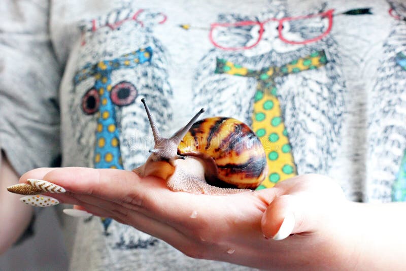 Snail in hand stock photo. Image of beauty, antenna - 135217248