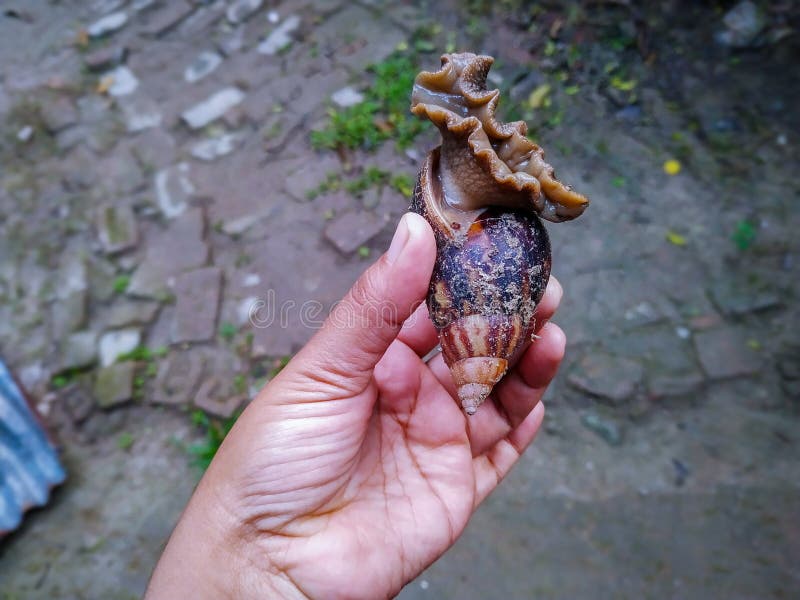 Snail in Hand, Snail Close Up, Brown Snail Stock Photo - Image of ...