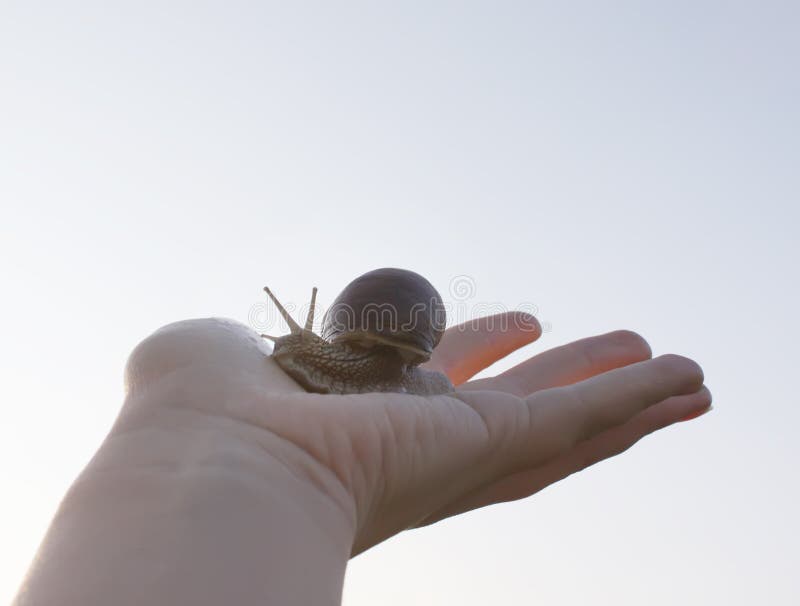 Snail on a hand stock photo. Image of plant, beautiful - 89129158