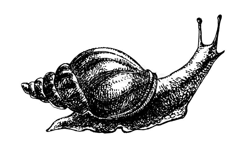 Snail Hand Drawing Engraved Style Stock Vector - Illustration of vector ...