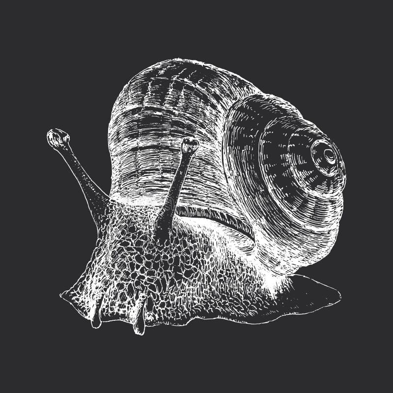 Snail, Hand Drawing in Vector, Engraving Style Stock Vector ...