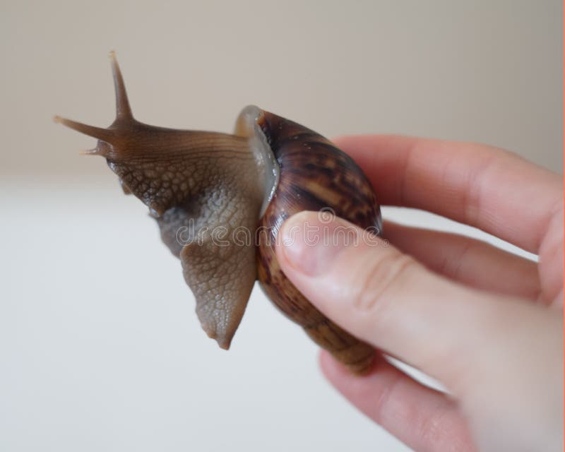 Snail in hand stock photo. Image of hand, creative, horns - 113730146