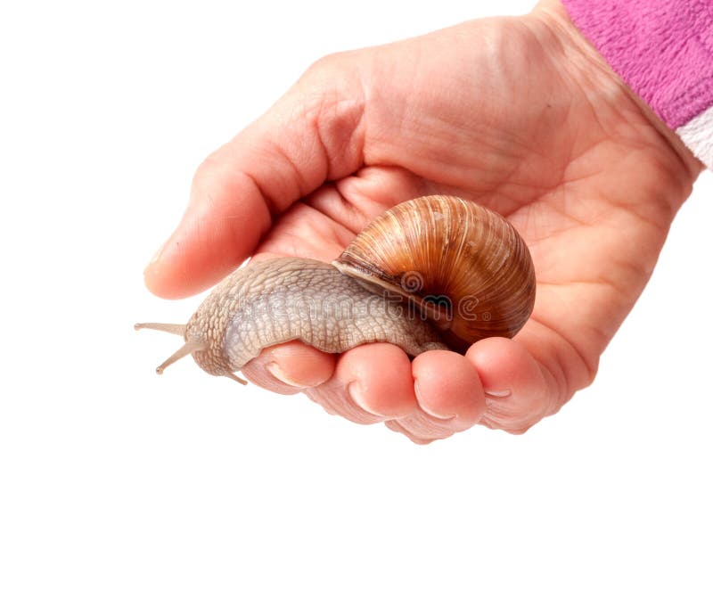 Snail on hand stock image. Image of organic, garden, healthy - 56443525
