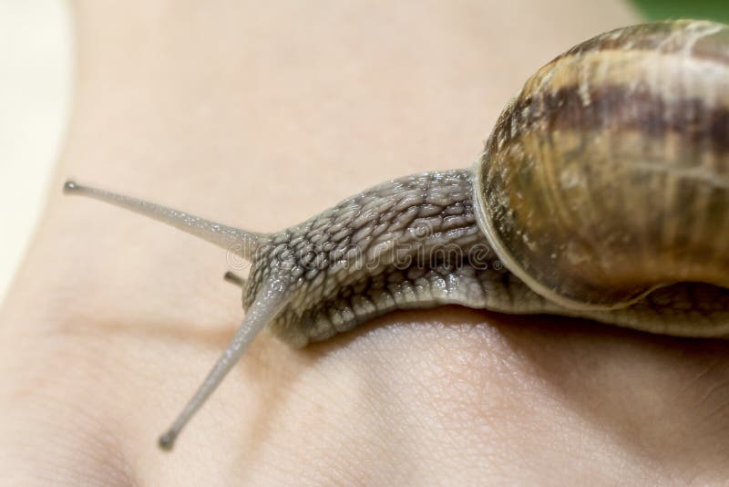 Snail on hand stock photo. Image of eyes, animal, slow - 54561650