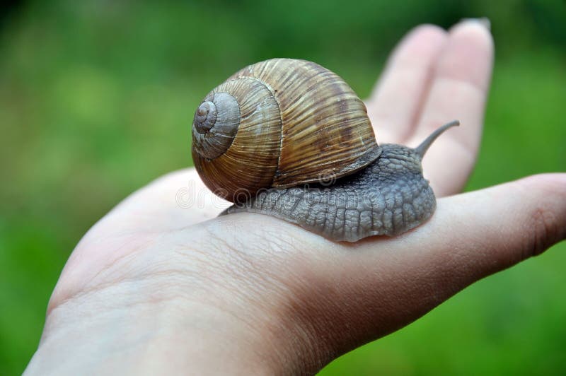 Snail on the hand stock photo. Image of slippery, snail - 53158712