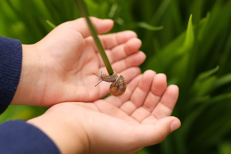 Snail in the Hands of Children Stock Image - Image of small, hand: 72643941