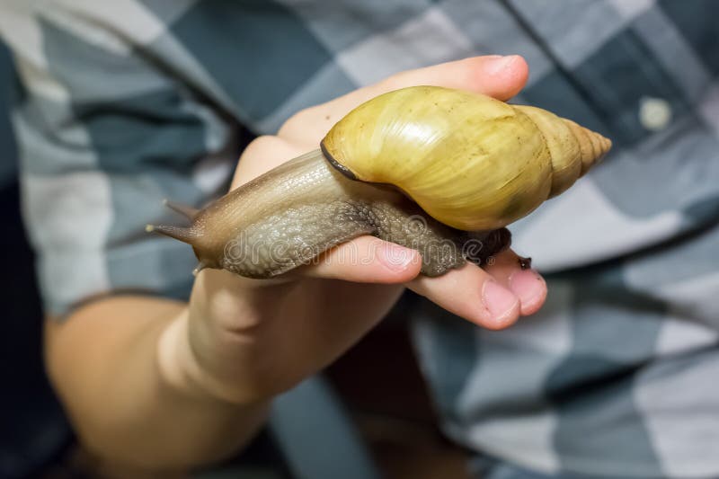 Snail on hands stock photo. Image of close, pets, hand - 62646696