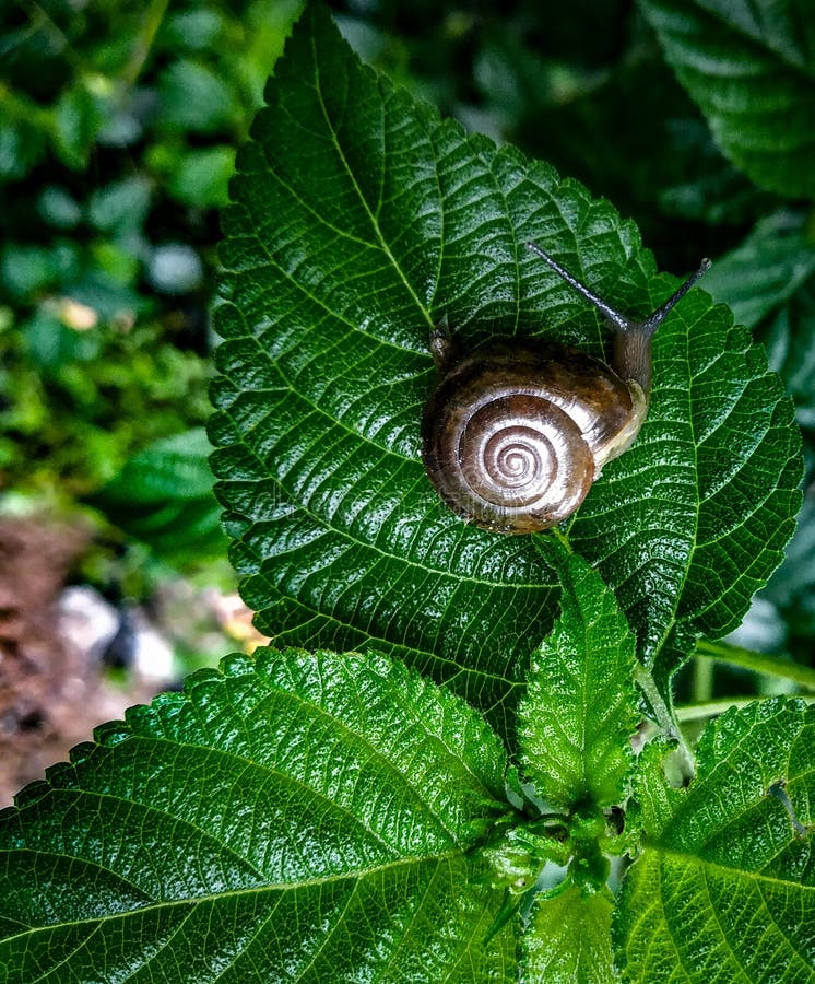 Snail on Leaf Life on Leaves Stock Image - Image of leaves, life: 200583679
