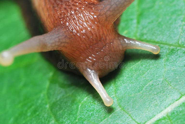 Snail Head stock image. Image of insect, dank, decay - 14001219