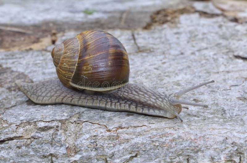 Snail (Helix pomatia) stock photo. Image of season, botany - 43911196