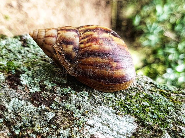 Snail hermaphrodite stock photo. Image of organism, amphibian - 374937346