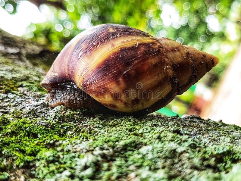 Snail hermaphrodite stock image. Image of indonesia - 374937387