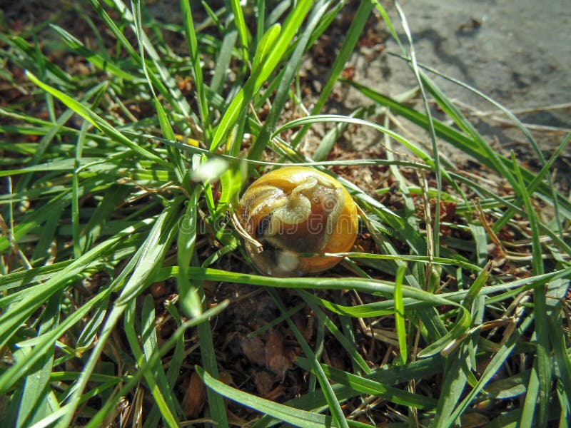 The Snail Hid from Fright in Its Yellow Shell Stock Image - Image of ...