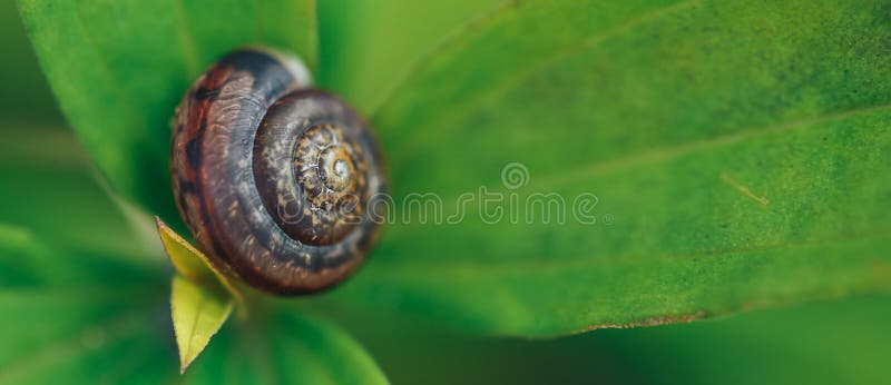 The Snail Hid in Its Shell on the Green Leaves of the Plant Stock Photo ...