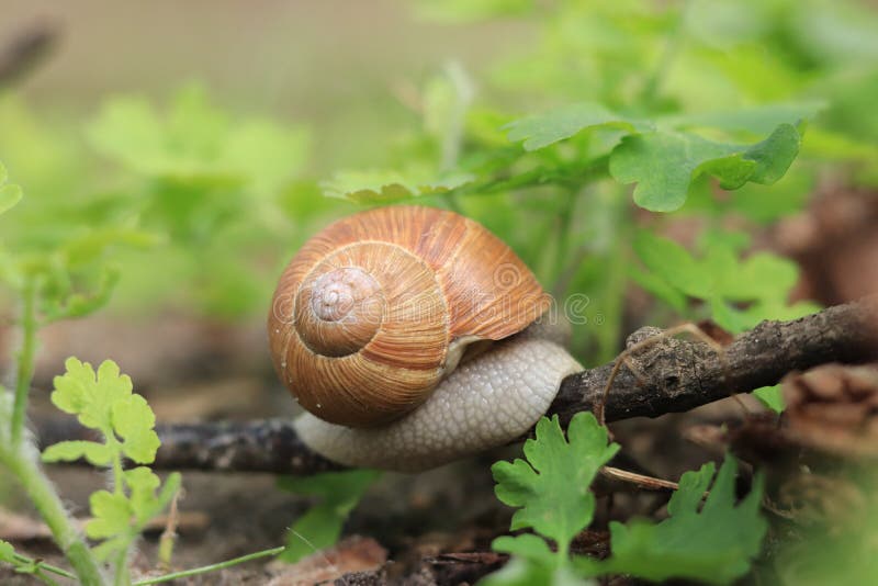 The Snail Hid in a Shell in the Forest, Selective Focus Stock Image ...