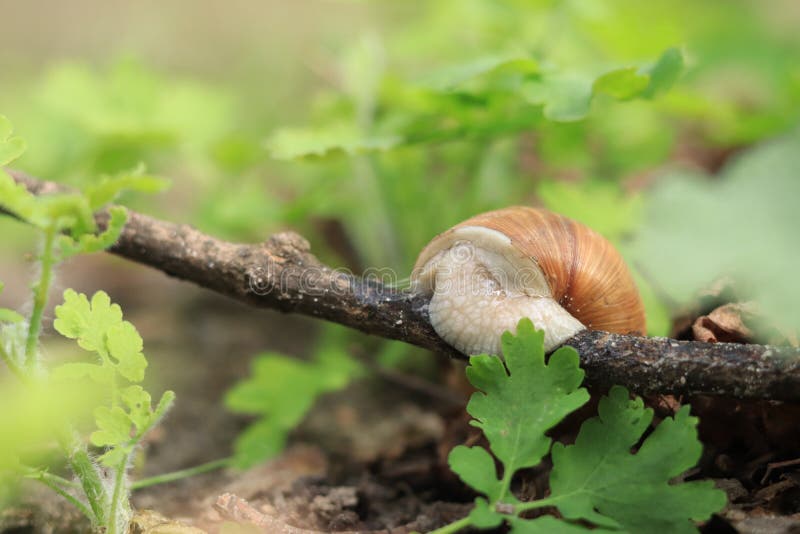 The Snail Hid in a Shell in the Forest, Selective Focus Stock Photo ...