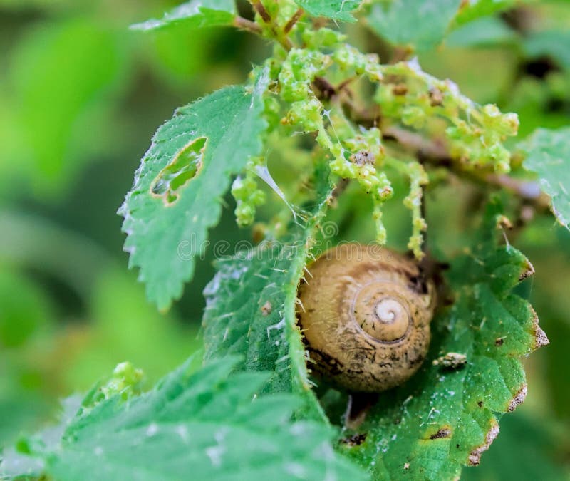 Snail Hidden among Green Leaves Stock Photo - Image of home, crop ...