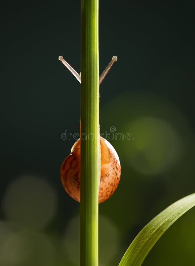 Snail Hide-and-seek in Grass Stock Image - Image of shell, environment ...