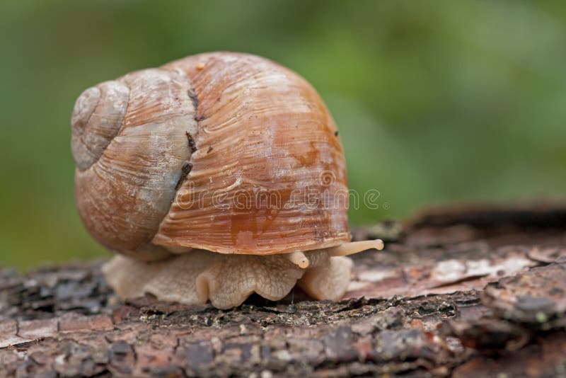 Snail in house stock image. Image of sheltered, protected - 87810913