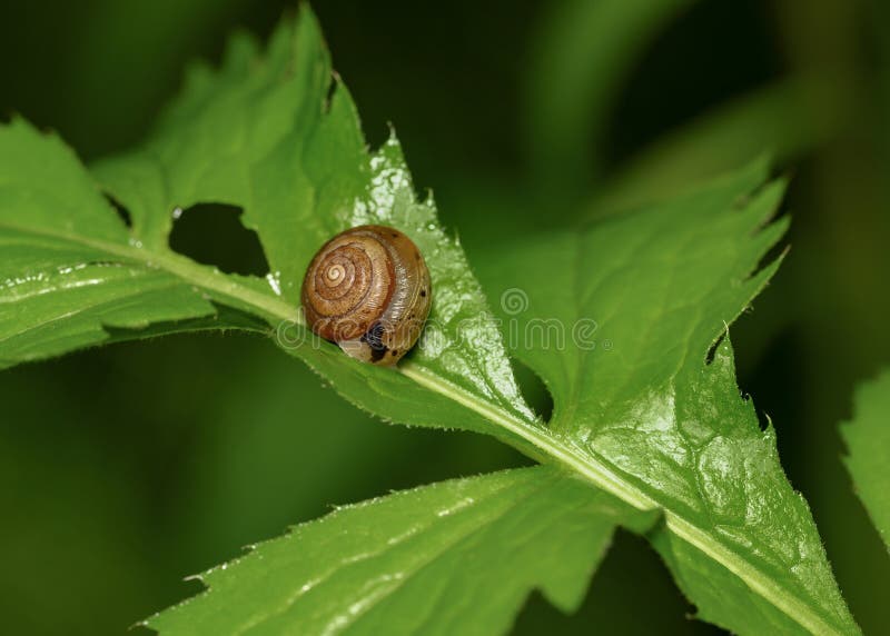 A Snail Hides on a Shrub Leaf in a Summer Forest Stock Image - Image of ...