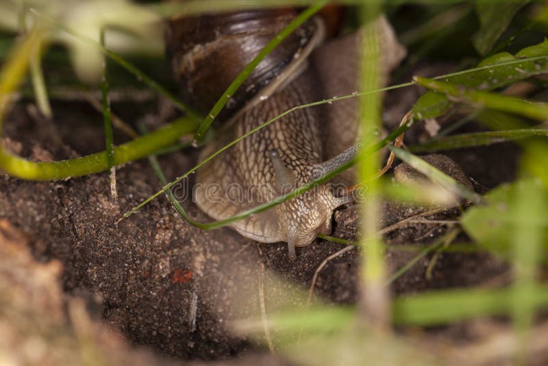 The Snail Hides in the Thicket of Grass Stock Image - Image of plant ...