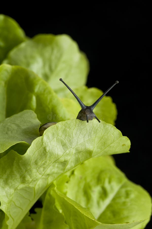 Snail hiding stock photo. Image of fresh, enemy, healthy - 14294586