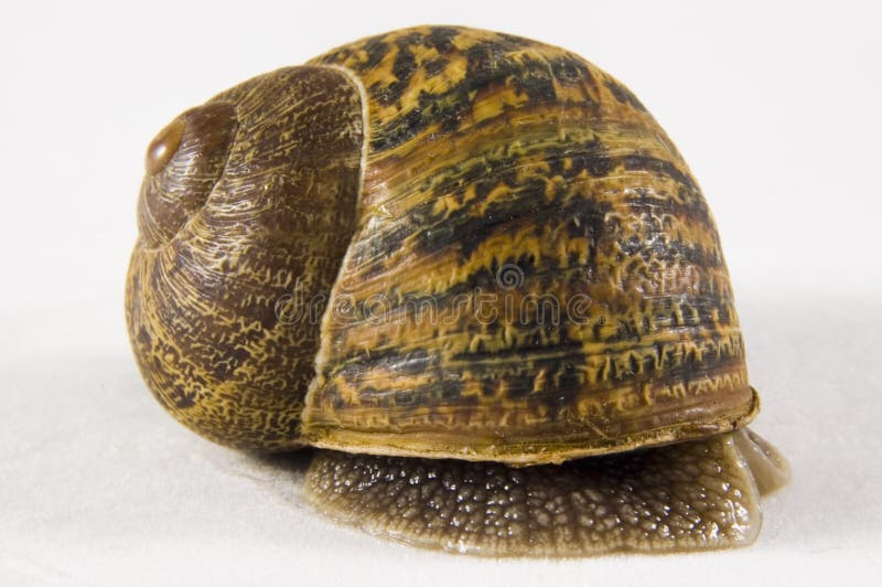 Snail Hiding stock photo. Image of protecting, molluscan - 3688626