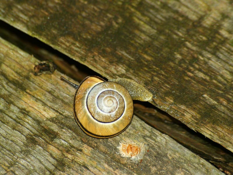 Snail stock photo. Image of hiding, nyoung, side, snail - 55842966
