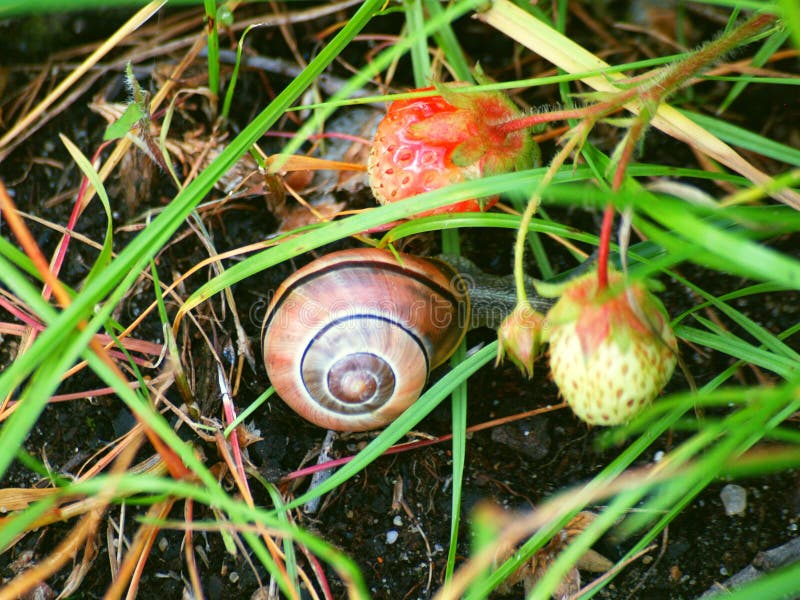 Snail stock image. Image of cones, branch, hiding, young - 55843633