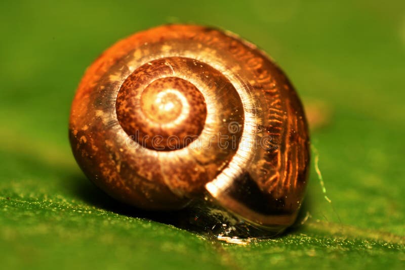 691 Snail Inside Shell Stock Photos - Free & Royalty-Free Stock Photos ...